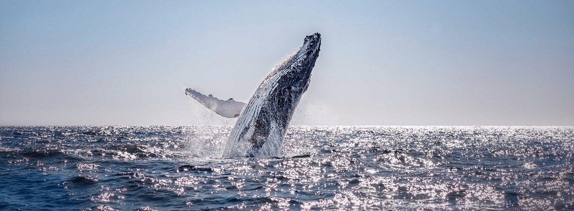 protecting endangered species blue whale